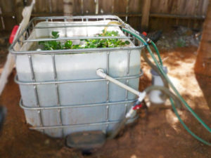 How to Raise Catfish in a Barrel-Raise Catfish at Home